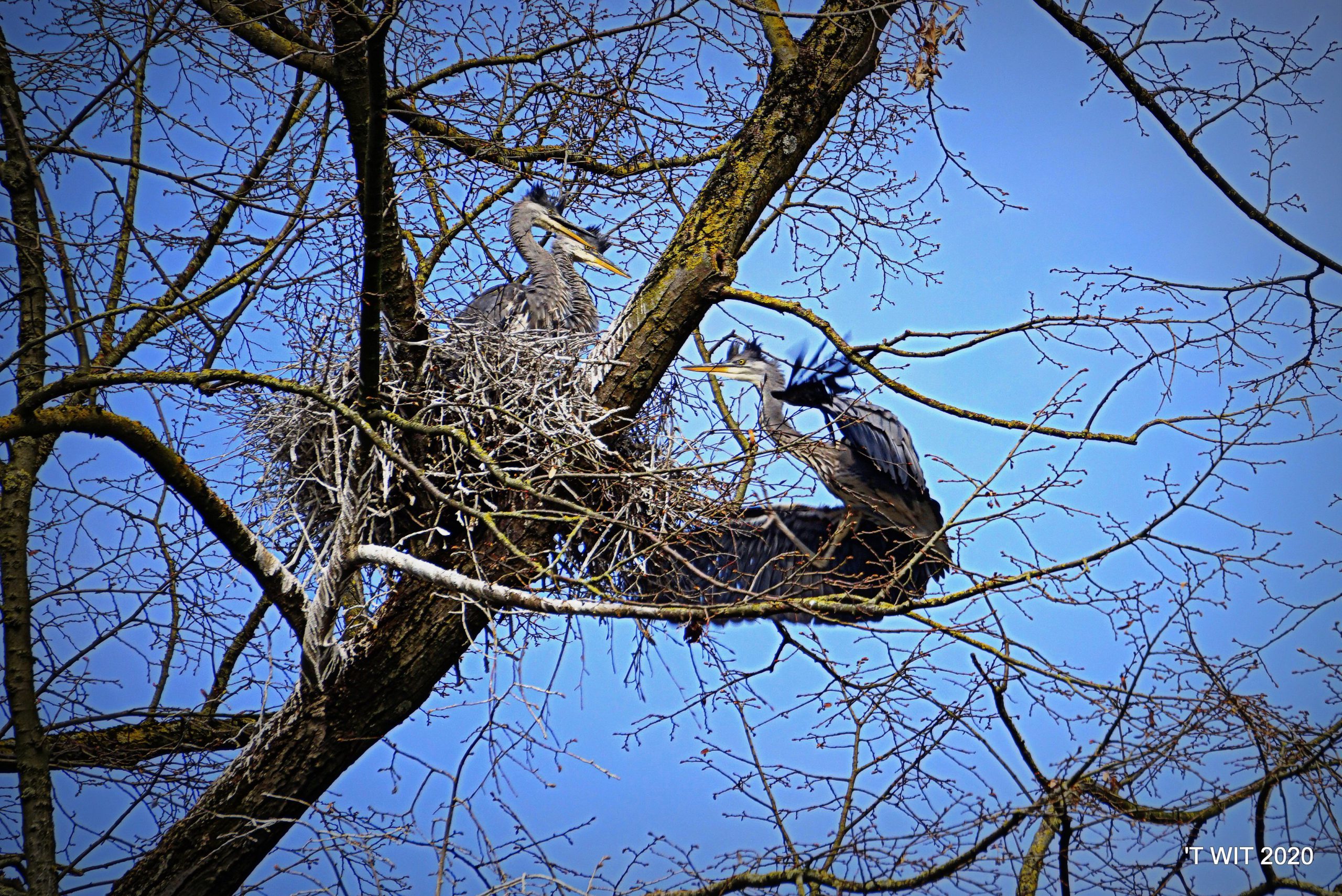 Reigersnest in het stadspark - Mie Mestreech
